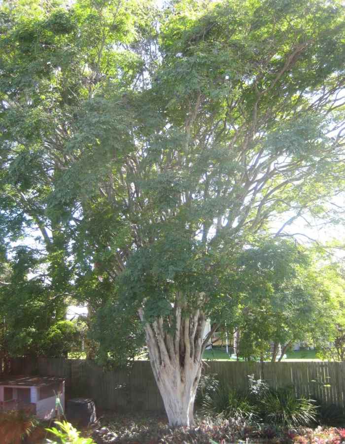 The Leopard Tree - A Tall Beauty or Public Nuisance? - HubPages