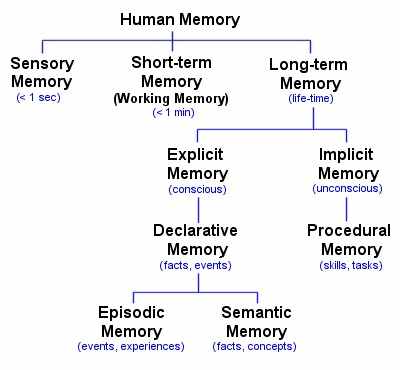 Memory and Brain Mechanisms - HubPages