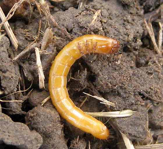 Know your garden friends- Predators, assassins, and killer insects ...