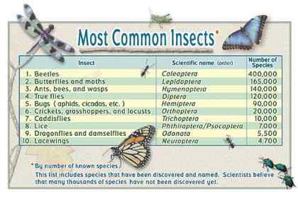 Know your garden friends- Predators, assassins, and killer insects ...