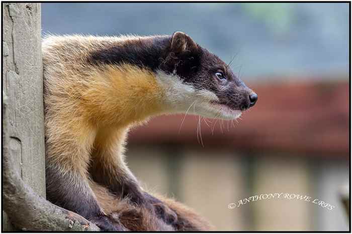 What Makes a Good Zoo - A Personal Journey - HubPages