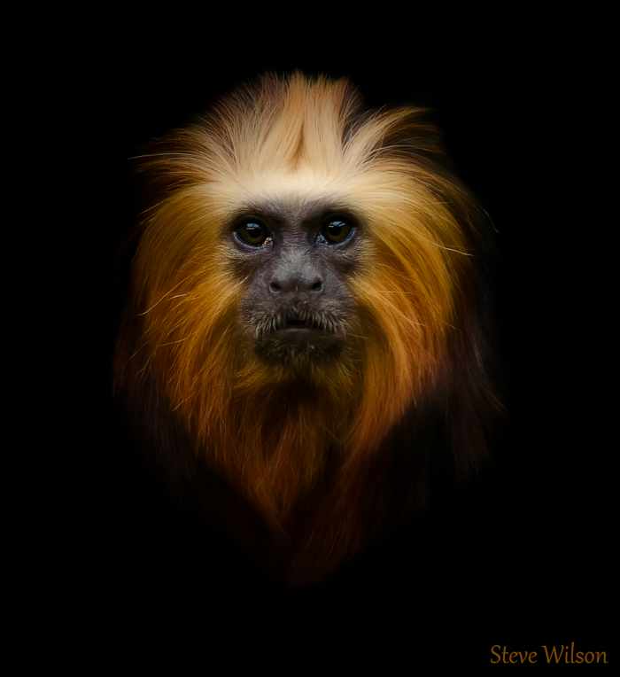 What Makes a Good Zoo - A Personal Journey - HubPages