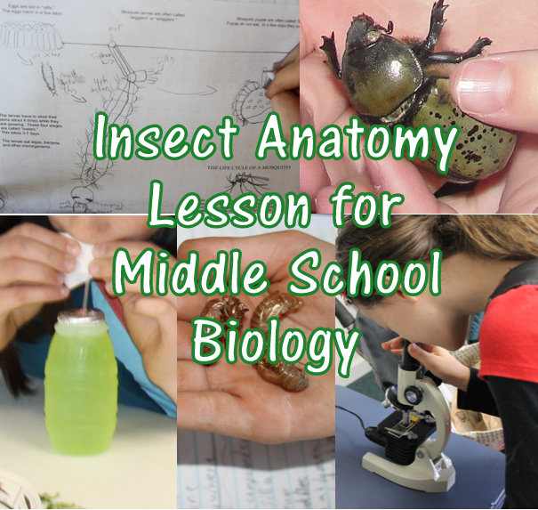 Insects STEAM Lesson Plan for Middle School Biology - HubPages