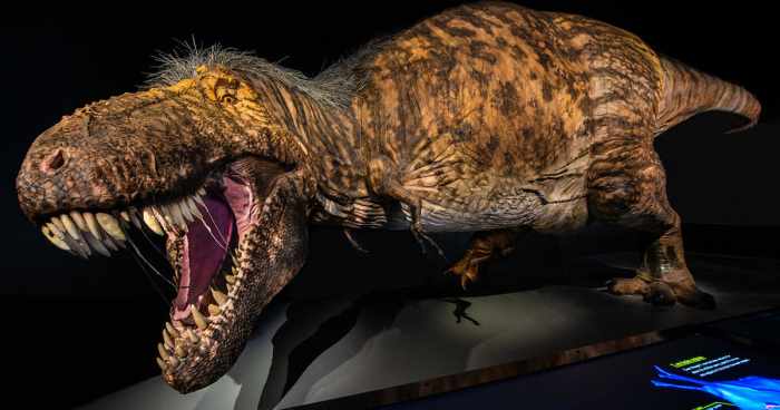 If T-Rex was Really Feathered or Not - HubPages