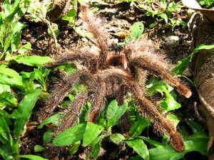 Some Important Species of Insects in Amazon Rainforest - HubPages