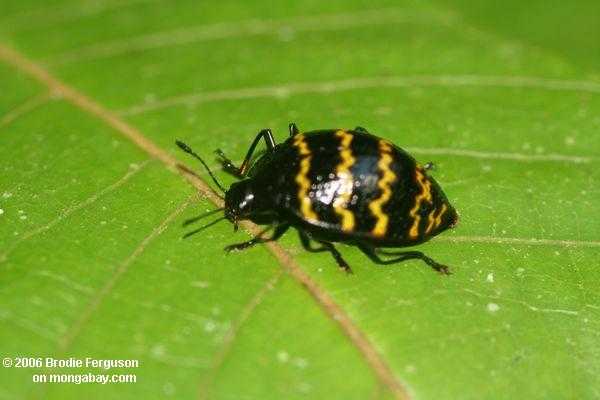 Some Important Species of Insects in Amazon Rainforest - HubPages