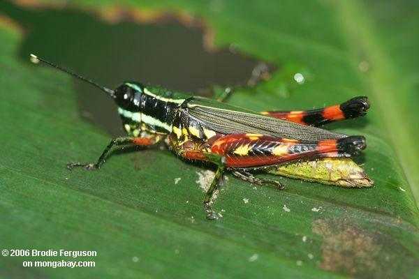 Some Important Species of Insects in Amazon Rainforest - HubPages