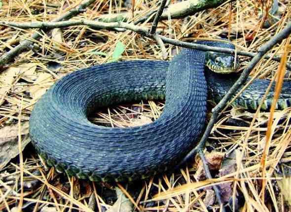 Yellow-bellied Water Snakes - HubPages