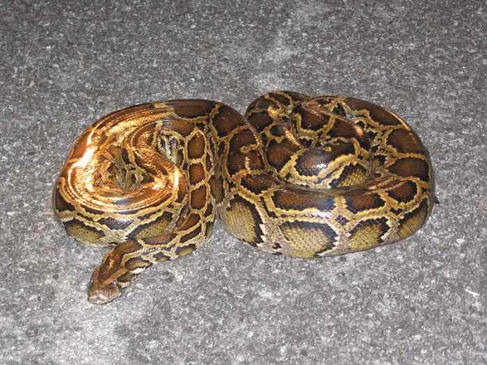 Giant Pythons - Invasive Species in the Florida Everglades - HubPages