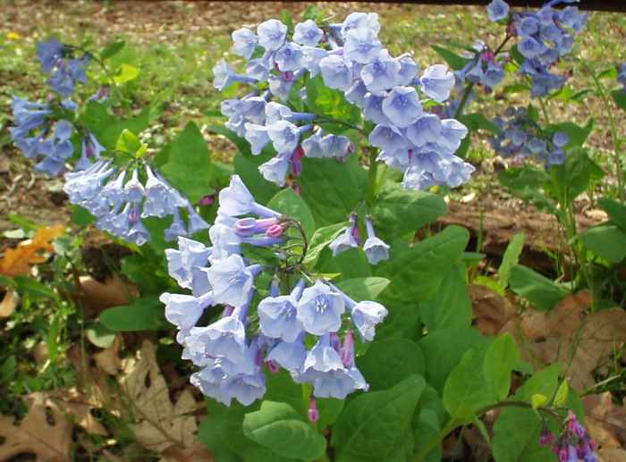 Spring Wildflowers in Iowa: A Wildflower Photo Collection - HubPages