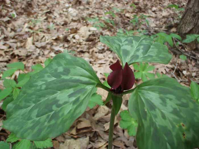 Spring Wildflowers in Iowa: A Wildflower Photo Collection - HubPages