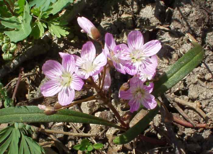 Spring Wildflowers in Iowa: A Wildflower Photo Collection - HubPages