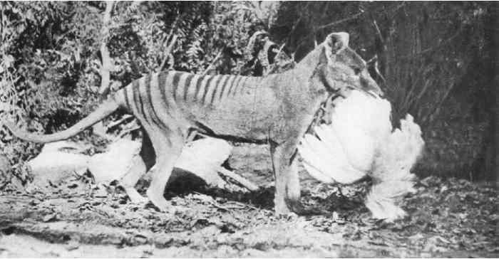 Tasmanian Tiger - HubPages