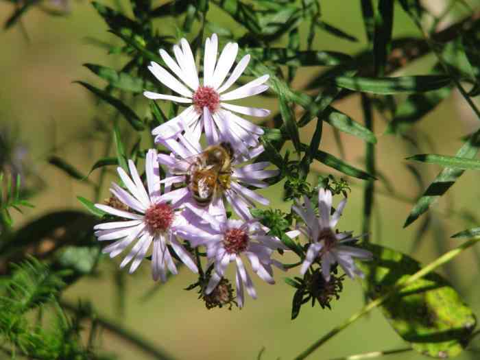 Wild Asters of Autumn - A Pollinator's Delight - HubPages