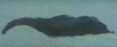 Cornish History, Myths and Oddities: Morgawr Sea Monster - HubPages