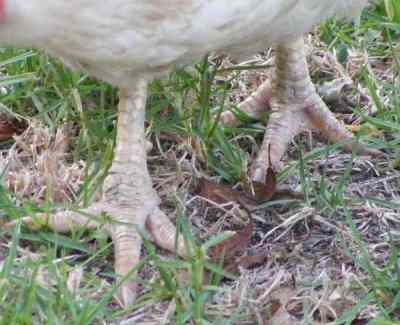 Chicken Scaly Leg Mite - Easy Treatment at Home - HubPages