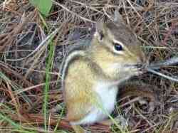 Ten Humane Ways to Get Rid of Chipmunks - HubPages
