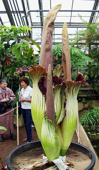 All about the Corpse Flower - HubPages