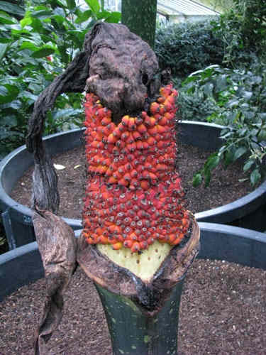 All about the Corpse Flower - HubPages