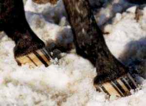 Animals with Extra Stripes - HubPages