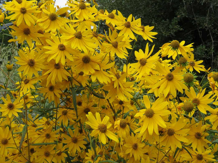 October Gold Blooming Native Sunflowers for Your Garden - HubPages