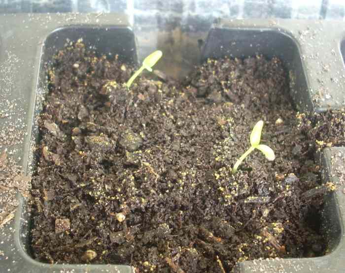 How to Grow Milkweed - HubPages