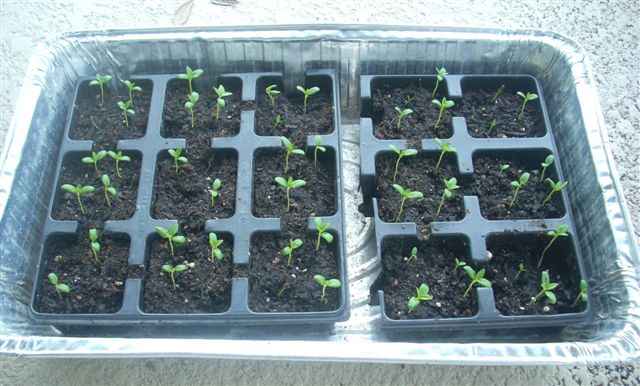 How to Grow Milkweed - HubPages