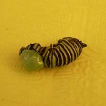 How to Grow Milkweed - HubPages