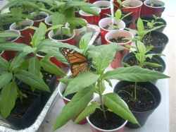 How to Grow Milkweed - HubPages