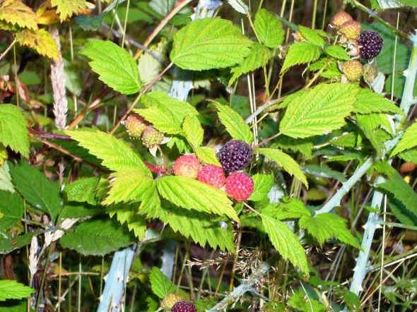 Edible Wild Berries - HubPages
