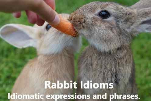 20 Rabbit Idioms Explained - HubPages