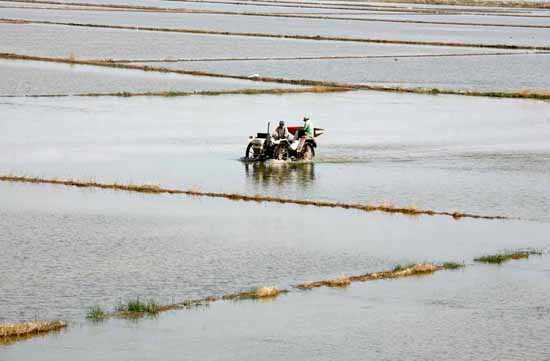 Rice Growing in Valencia, Spain - HubPages