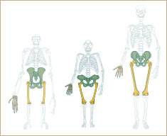 The Many Theories Behind Human Bipedalism - HubPages