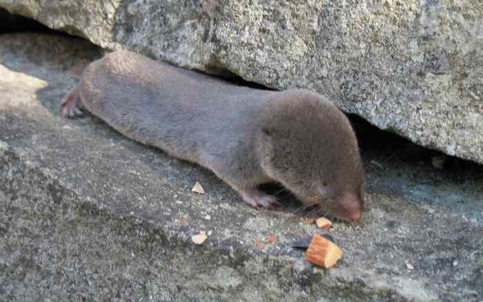 Venomous or Poisonous Mammal? The Shrew - Do They Really Have Poison or ...