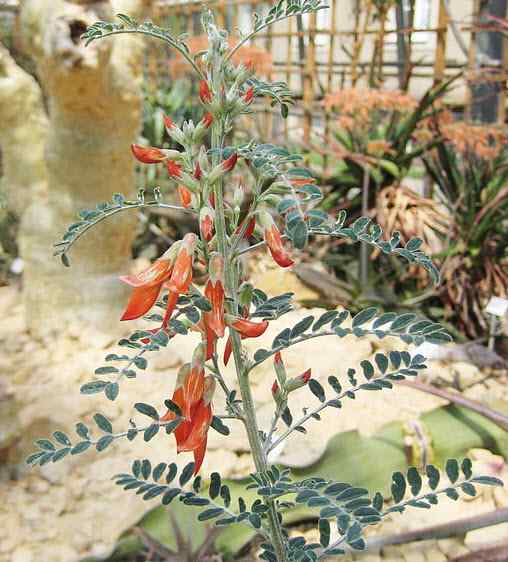 The Health Benefits of Sutherlandia, the Amazing Cancer Bush From South ...