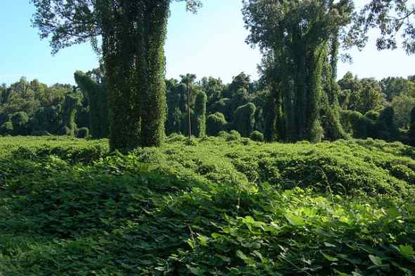 Kudzu: The vine that ate the south - HubPages
