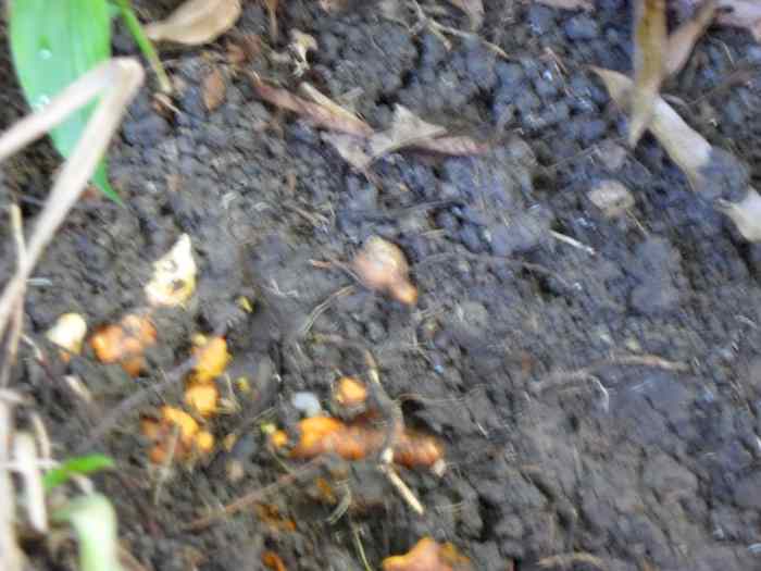 Medicinal Plants Poultice For Pain - HubPages