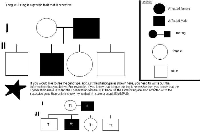 Genetics Review and test/quiz for SBI3U - HubPages