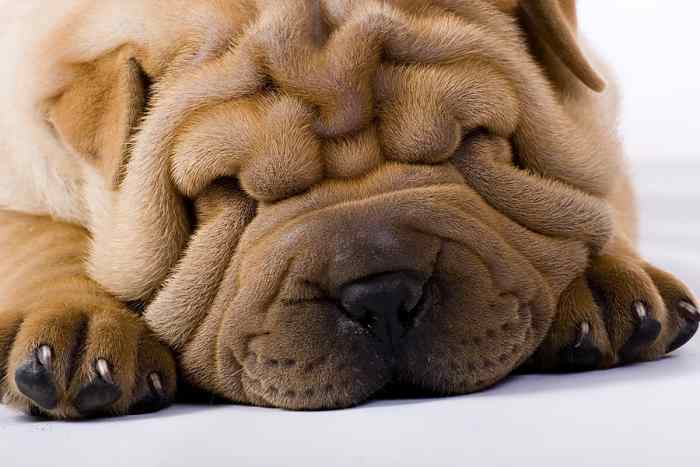 Dogs With Folds and Wrinkles Often Develop Skin Conditions Such as Fold ...