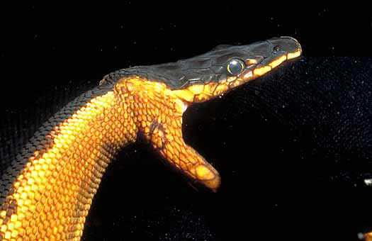 Poisonous and Venomous Snakes, Spiders, Bugs And Creatures In New ...