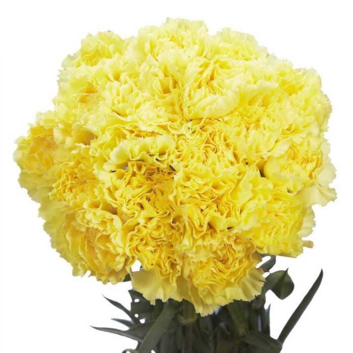 Carnation Colors and What They Mean - HubPages