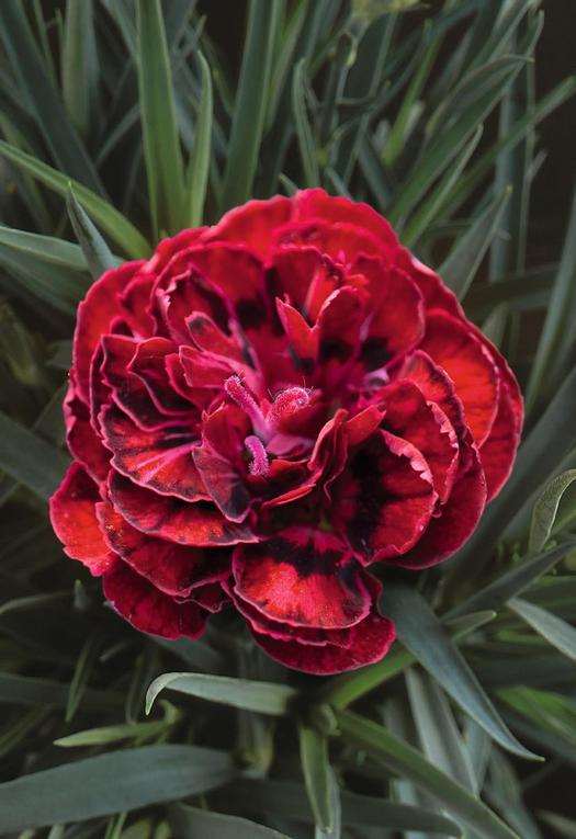 Carnation Colors and What They Mean - HubPages