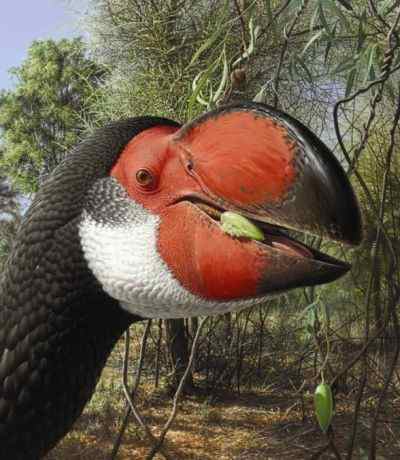Demon Ducks of Doom - HubPages