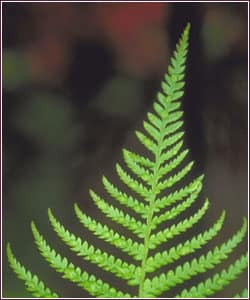 Fractal Geometry :: Fractals in Nature - HubPages