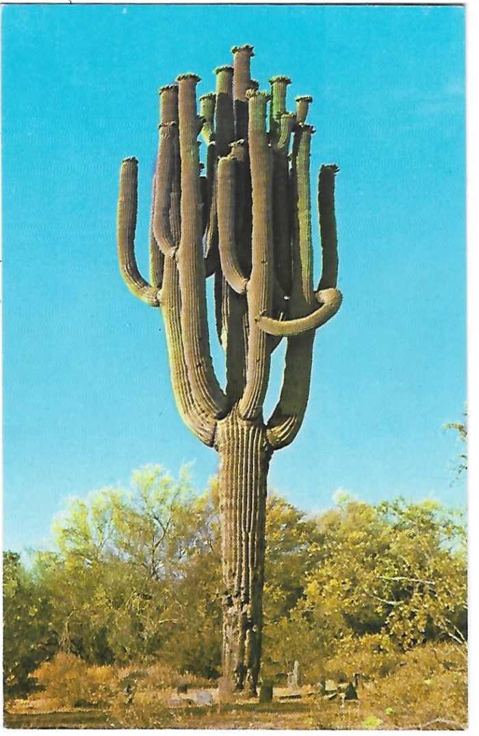 Saguaros Giant Cactus Sentinels of the Sonoran Desert - HubPages