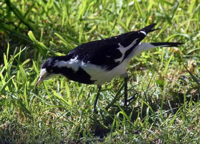 Australian Native Birds - Australian Magpie Facts and Myths! Do Magpies ...