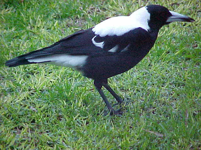Australian Native Birds - Australian Magpie Facts and Myths! Do Magpies ...