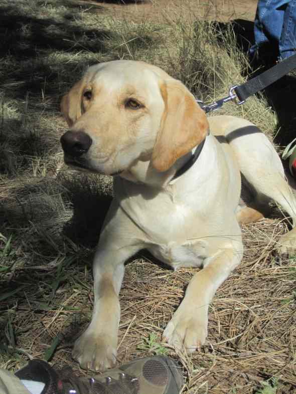 The Annual Arizona K9 Search and Rescue Conference - HubPages