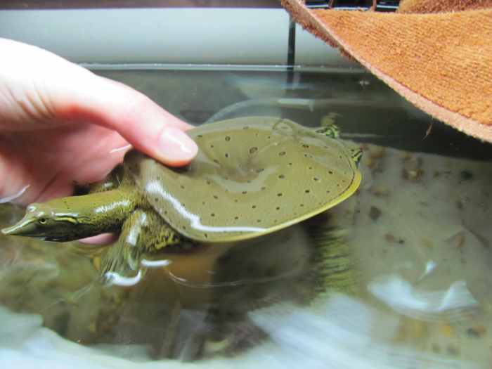 Metabolic Bone Disease in Baby Softshell Turtles - HubPages