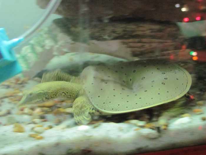 Metabolic Bone Disease in Baby Softshell Turtles - HubPages